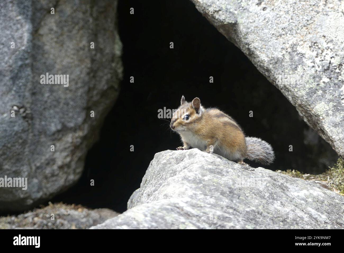 Townsend's Chipmunk (Neotamias townsendii Stock Photo - Alamy