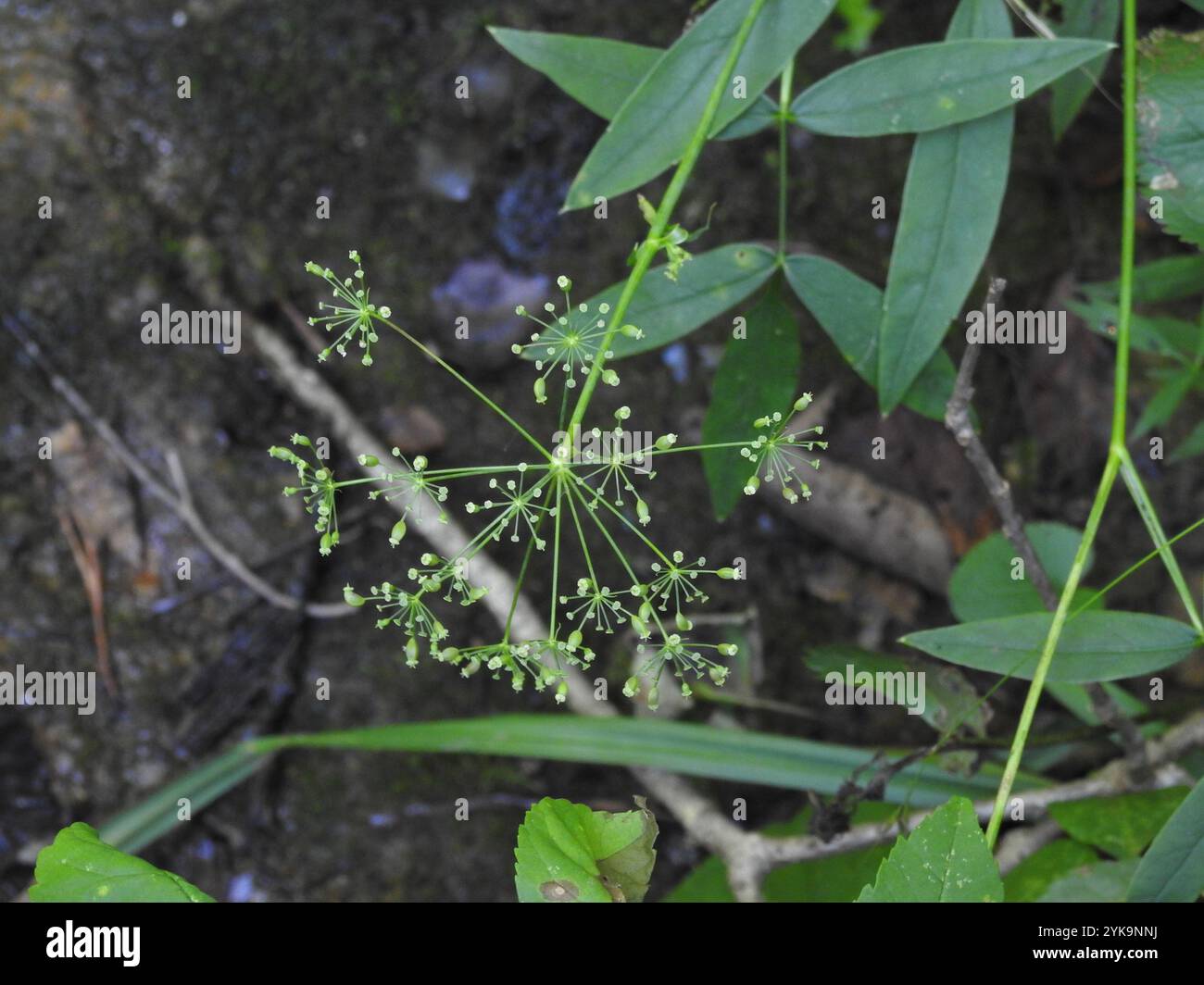 Oxypolis rigidior hi-res stock photography and images - Alamy
