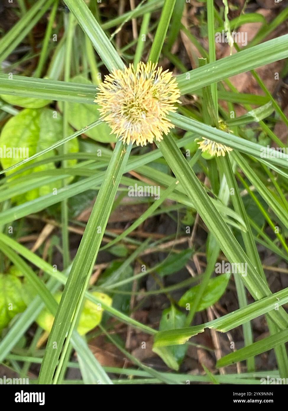 Shortleaf Spikesedge (Cyperus brevifolius Stock Photo - Alamy