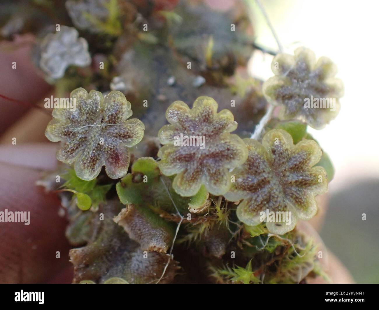 Common Liverwort (Marchantia polymorpha Stock Photo - Alamy