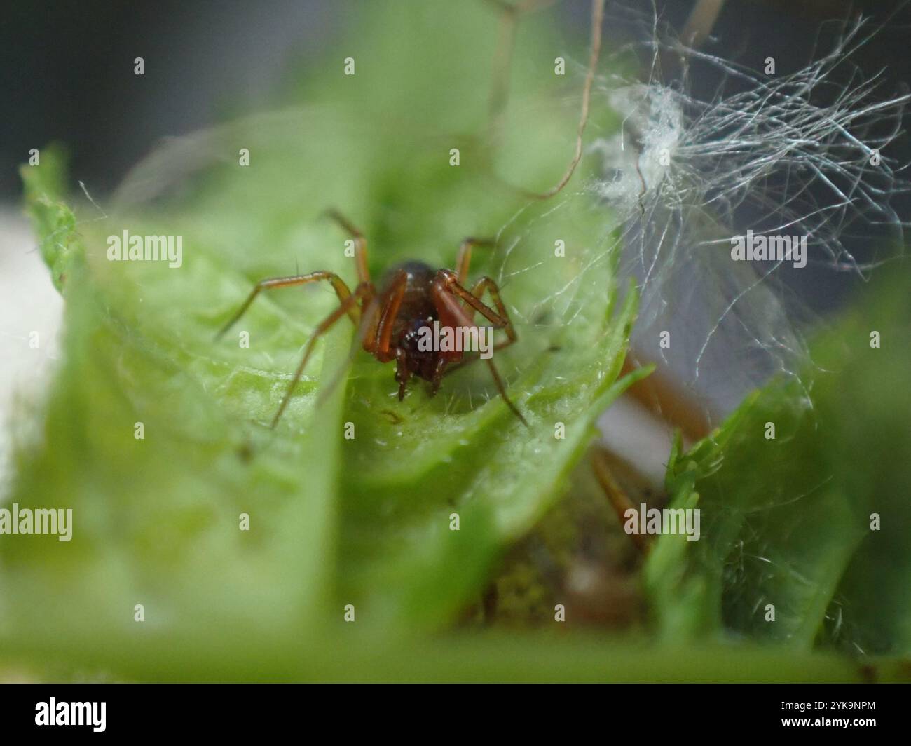 Sheetweb and Dwarf Weavers (Linyphiidae Stock Photo - Alamy