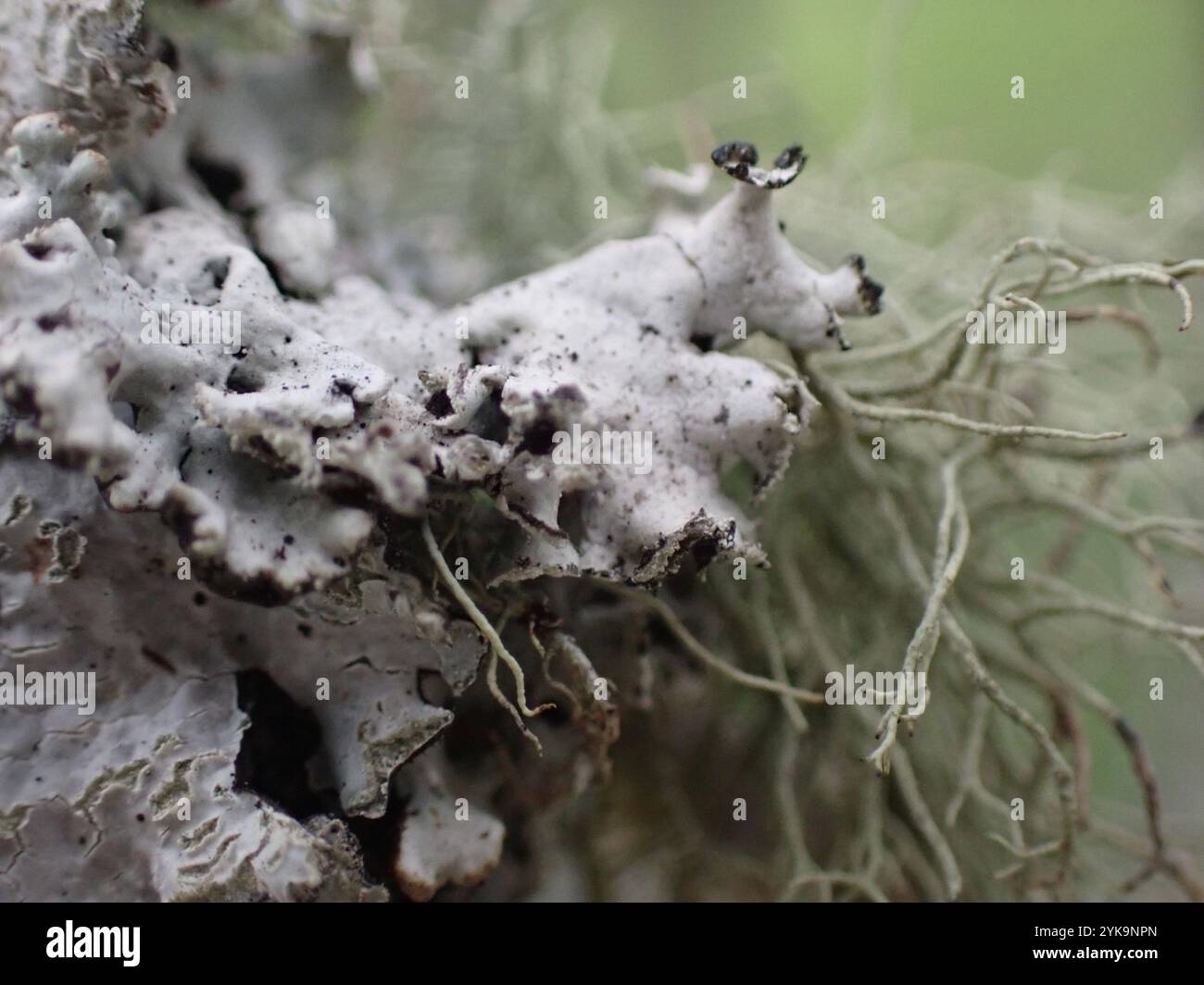 common lichens (Lecanoromycetes Stock Photo - Alamy