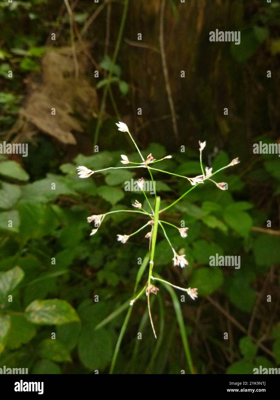 Hairy Woodrush (Luzula pilosa Stock Photo - Alamy