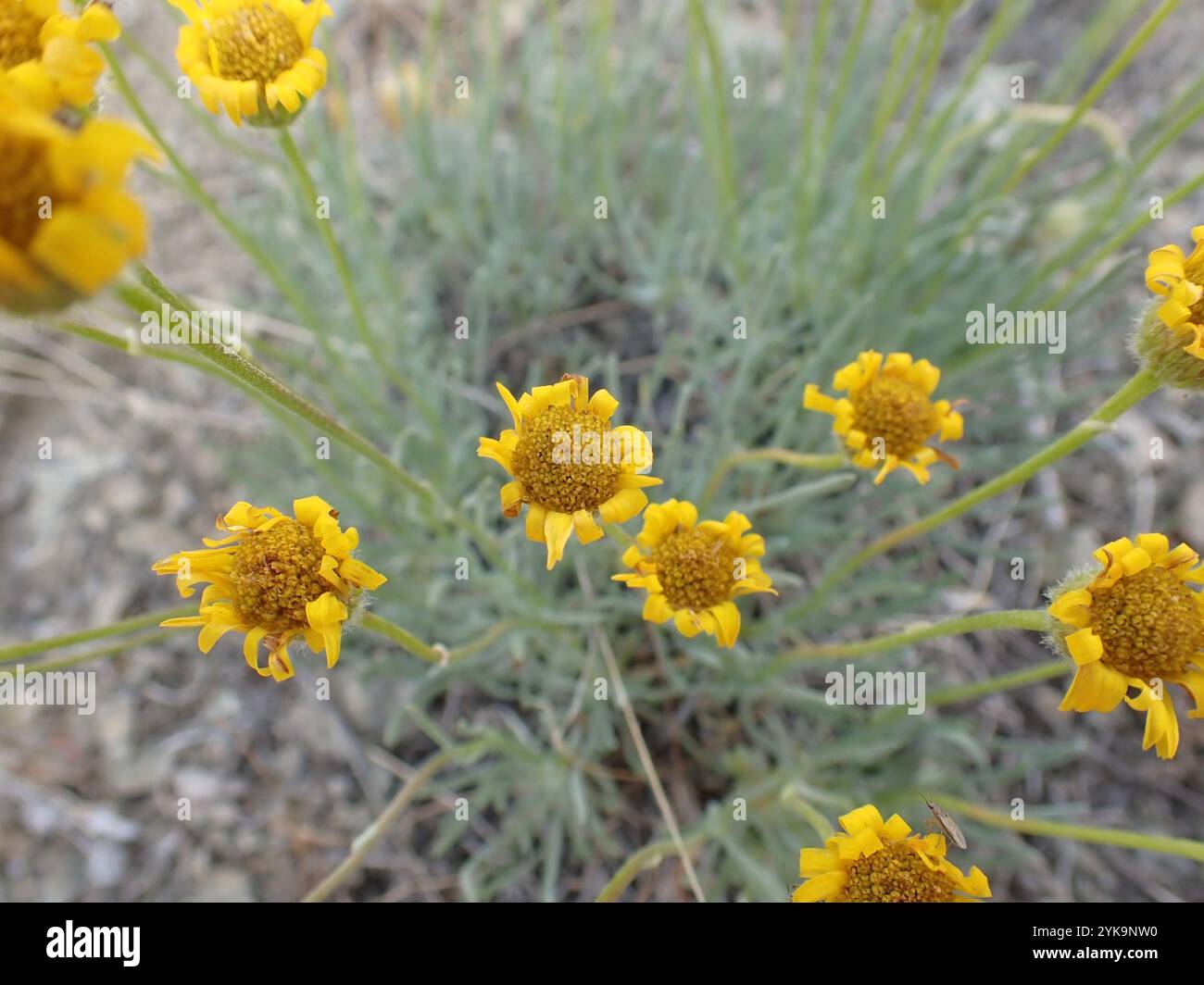 Desert Yellow Fleabane (Erigeron linearis Stock Photo - Alamy