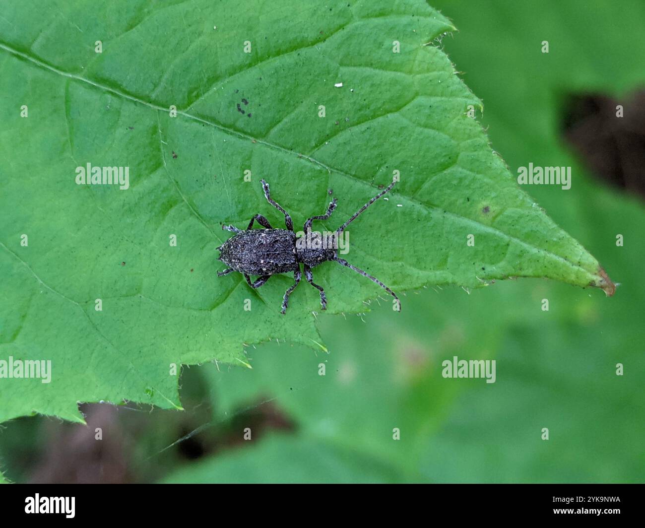 Thorn-tailed Longhorn Beetle (Plectrura spinicauda Stock Photo - Alamy