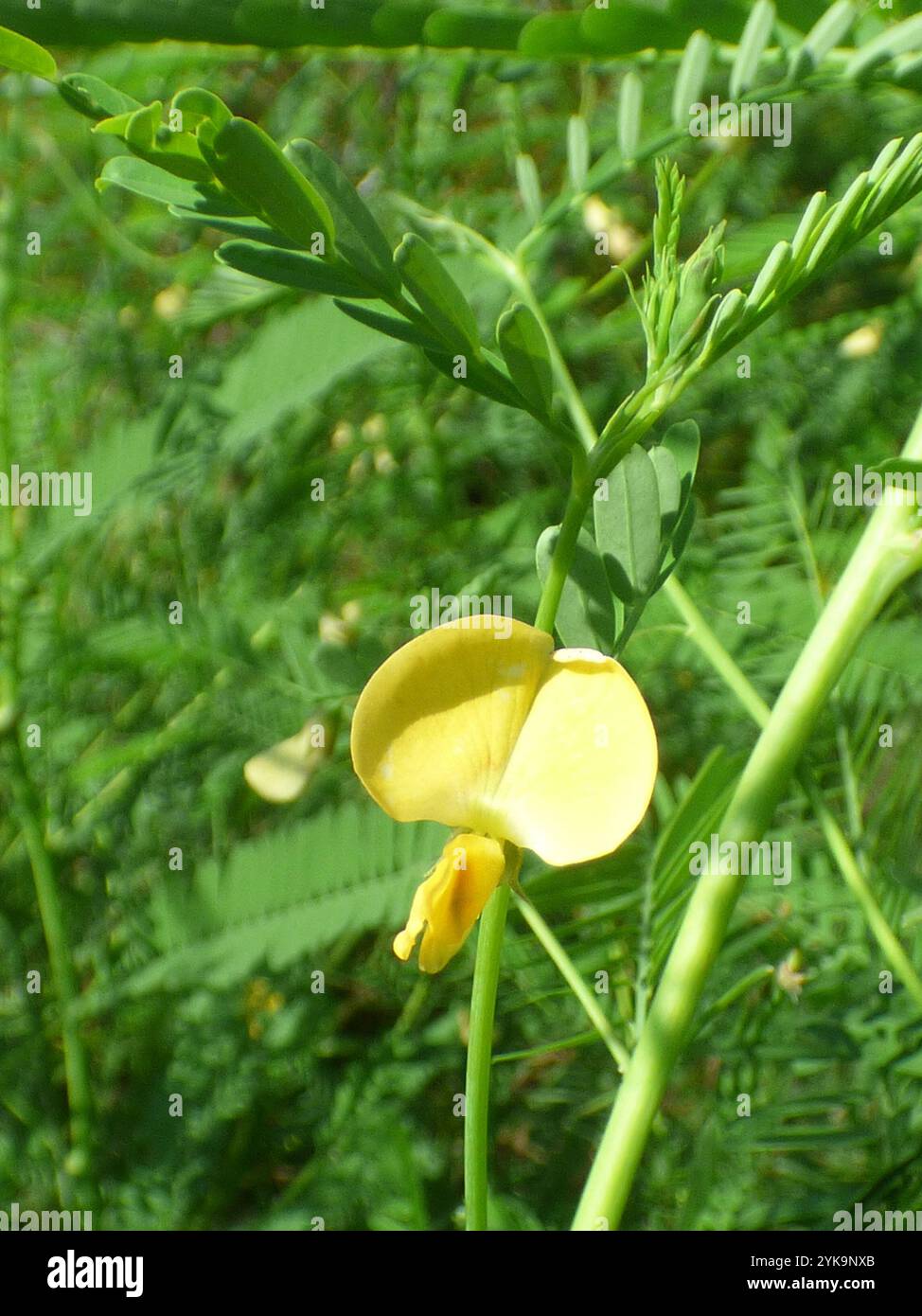 bigpod sesbania (Sesbania herbacea Stock Photo - Alamy