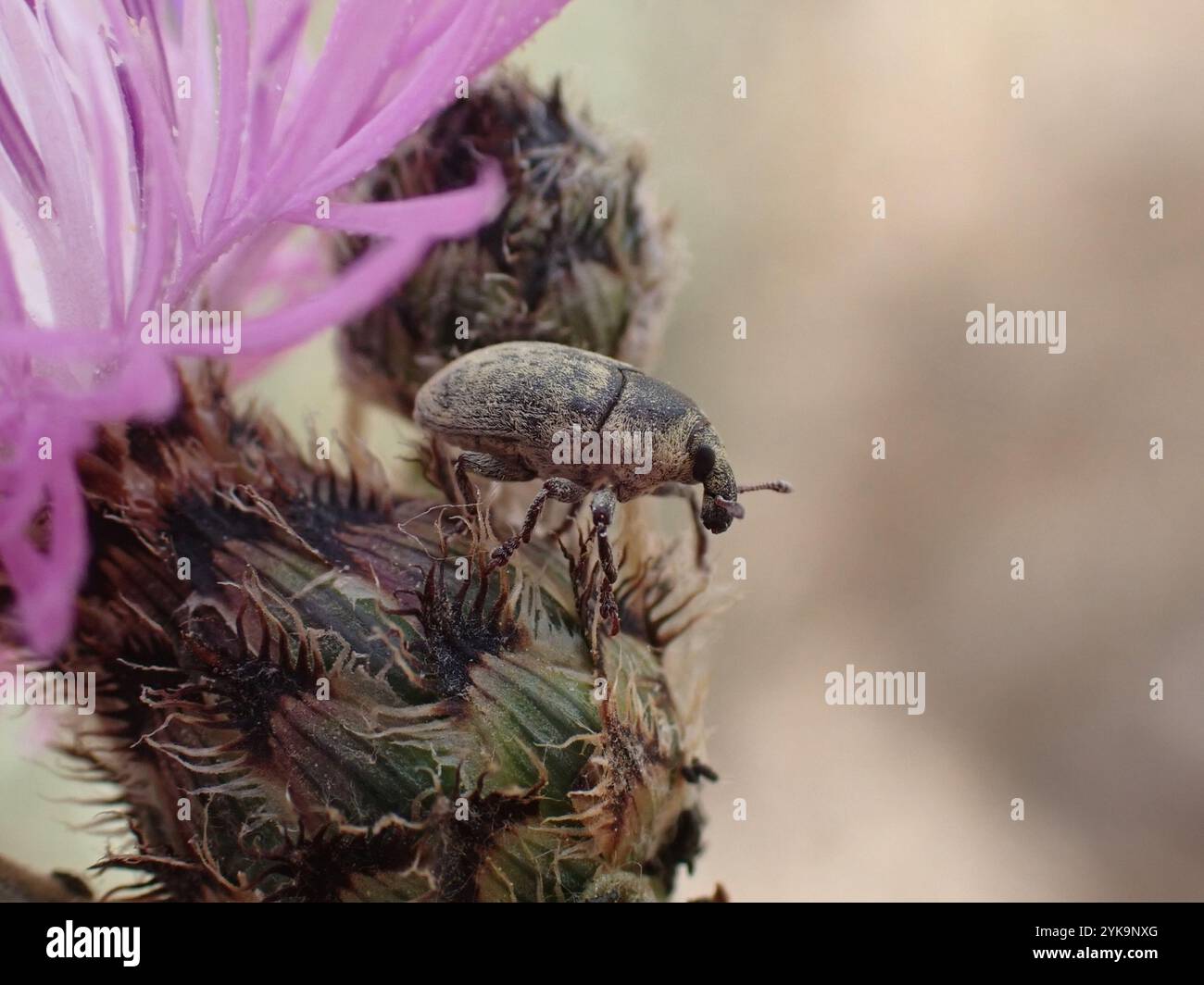 Lesser Knapweed Flower Weevil (Larinus minutus Stock Photo - Alamy