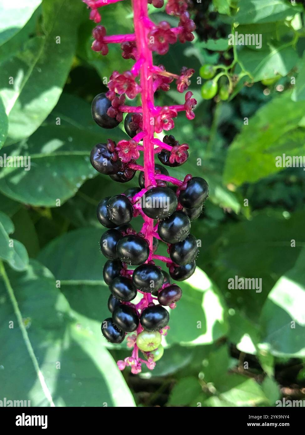 American pokeweed (Phytolacca americana Stock Photo - Alamy