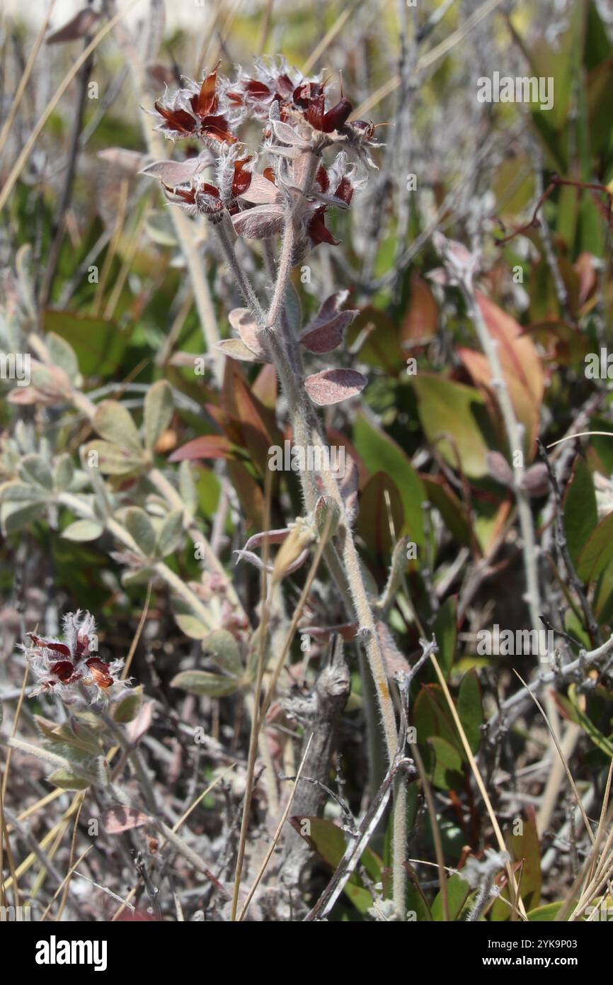 Hairy canary clover lotus hirsutus hi-res stock photography and images ...
