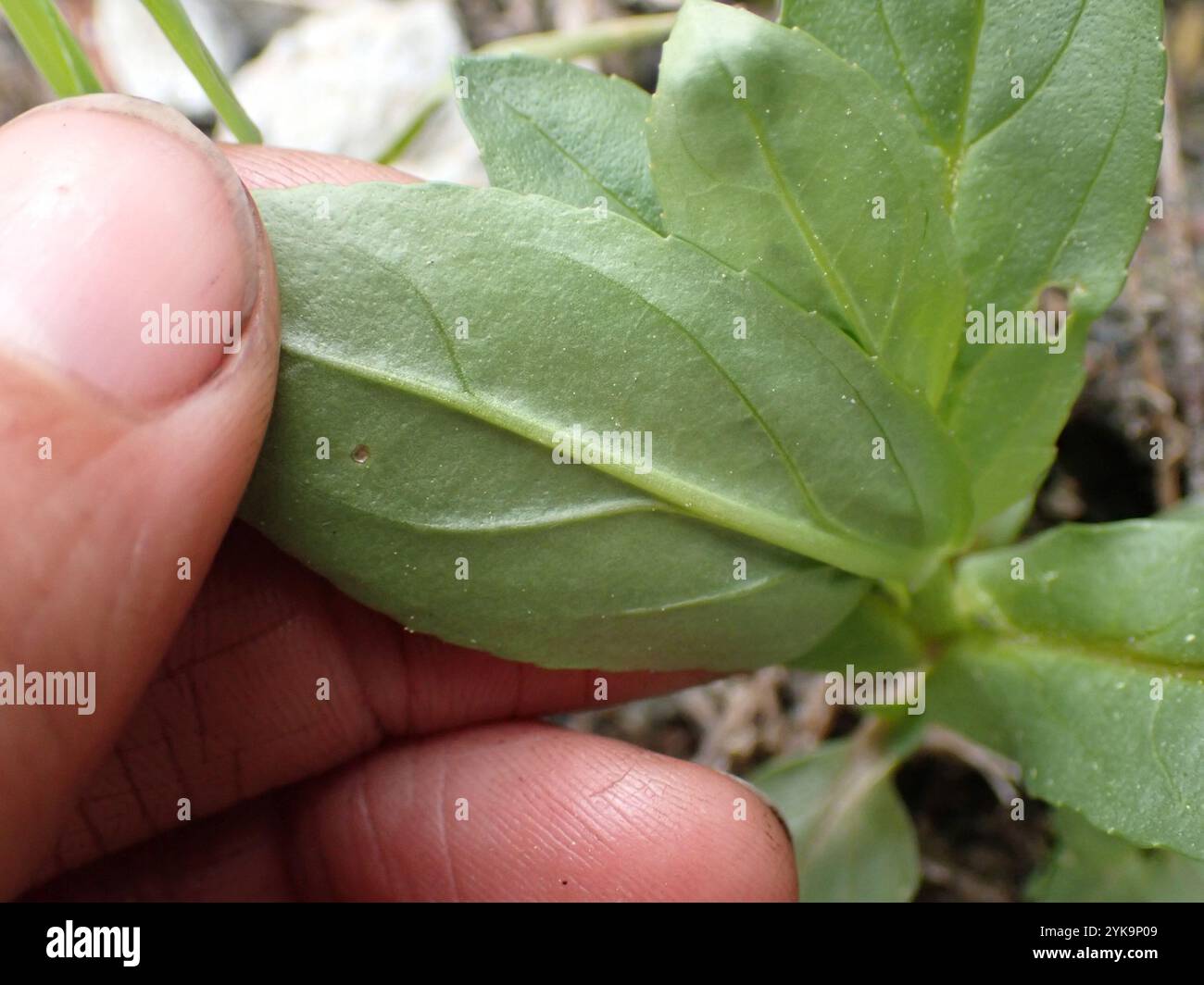 American brooklime hi-res stock photography and images - Alamy