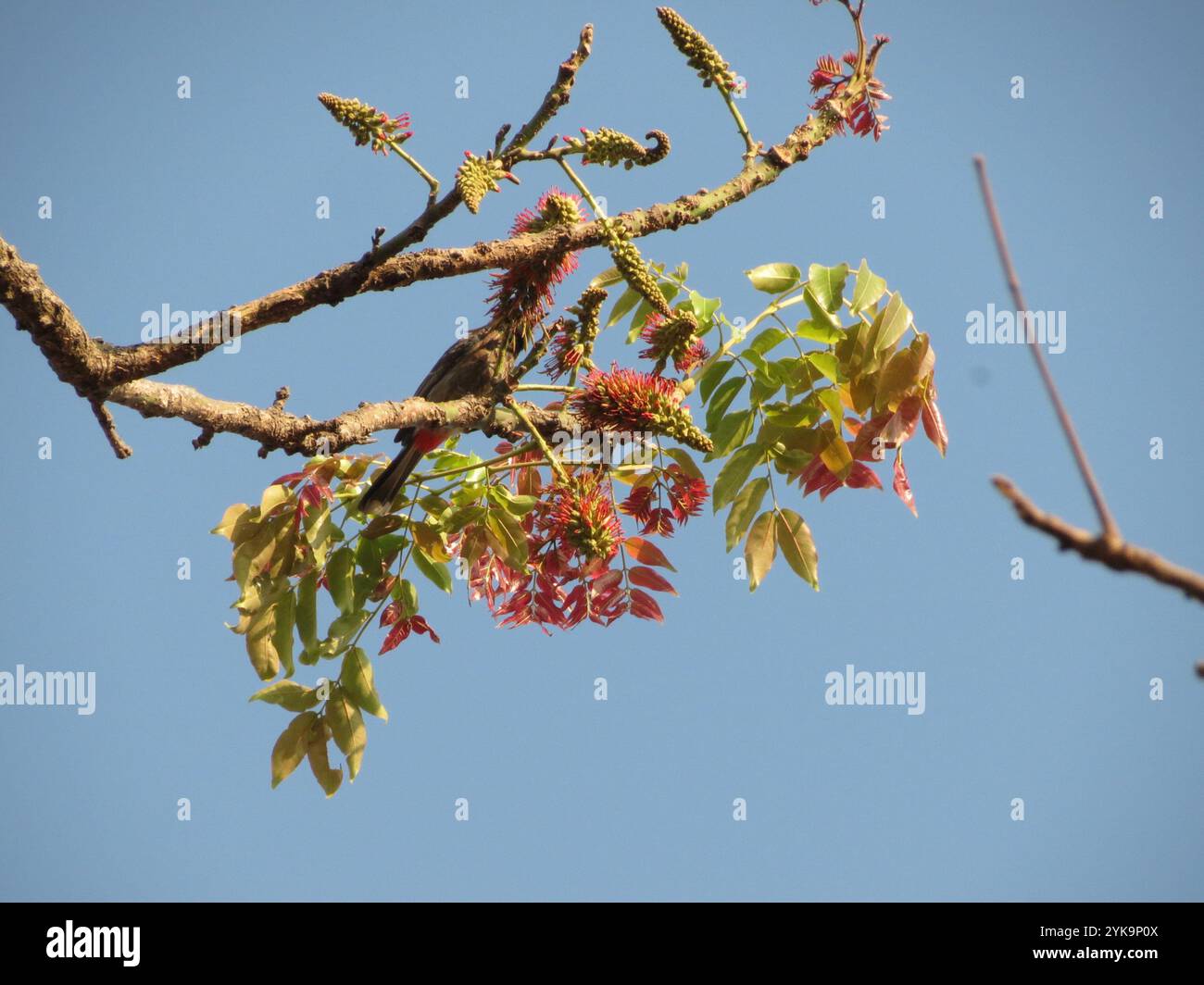 Pink Cedar (Acrocarpus fraxinifolius Stock Photo - Alamy