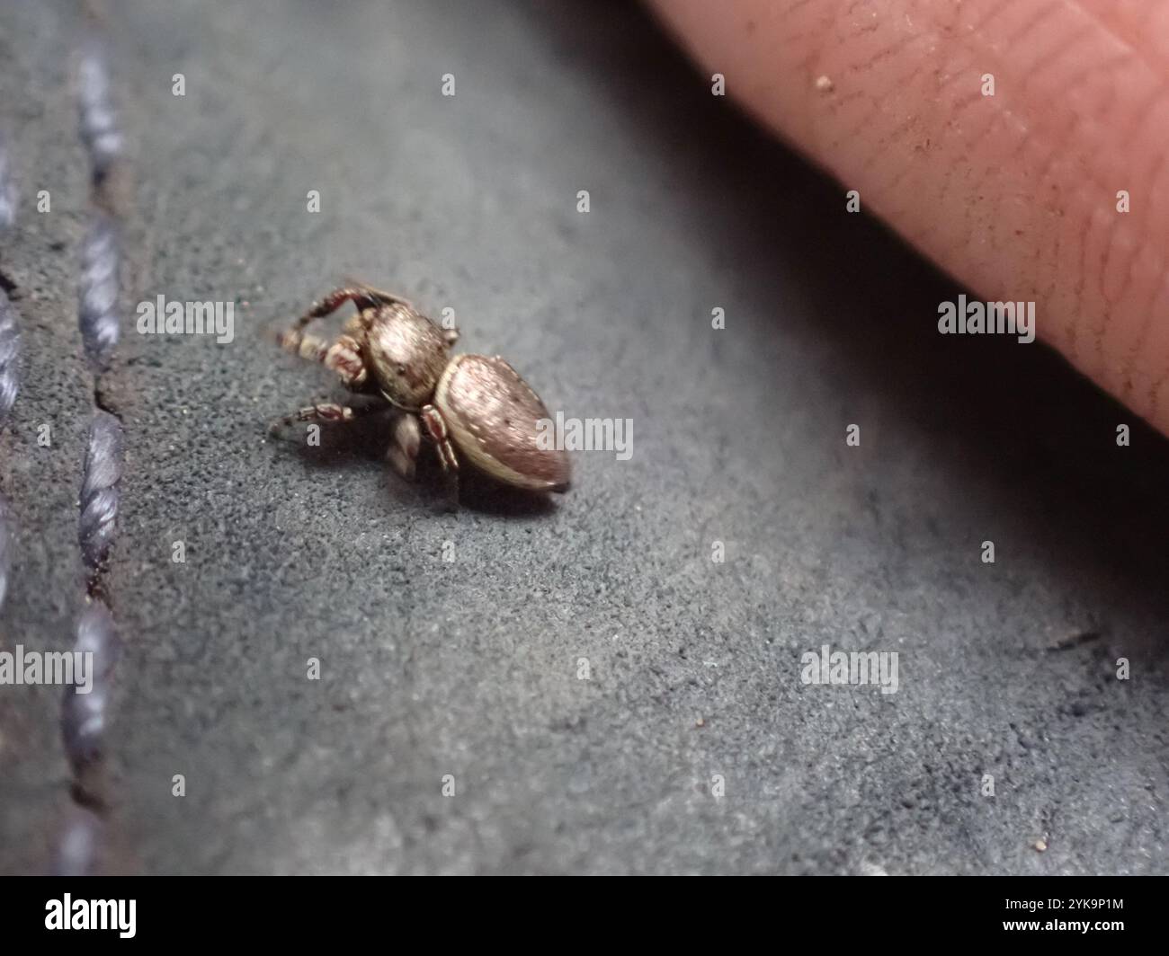 Leaf-beetle Jumping Spiders (Sassacus Stock Photo - Alamy