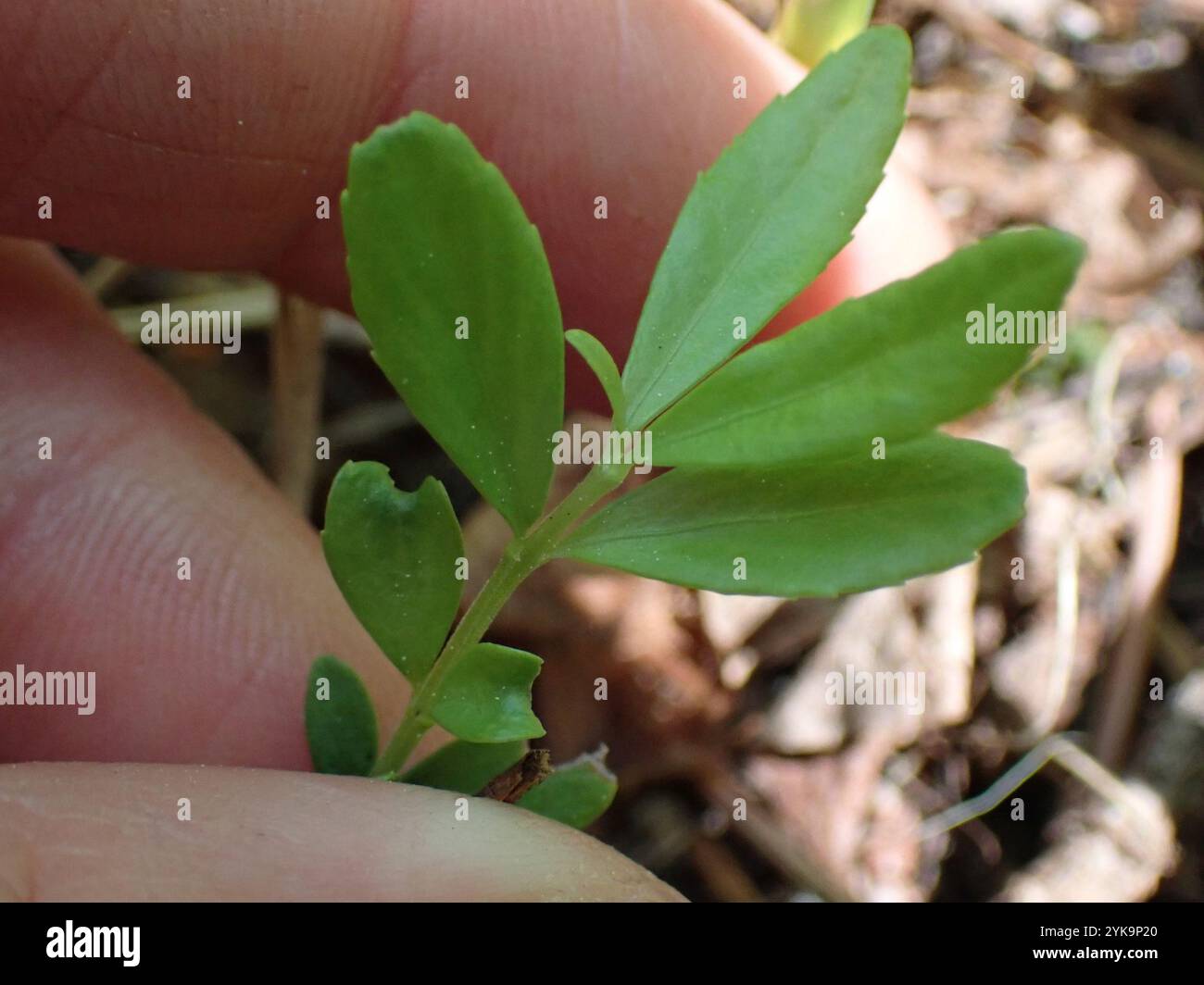 Oregon Boxwood (Paxistima myrsinites Stock Photo - Alamy