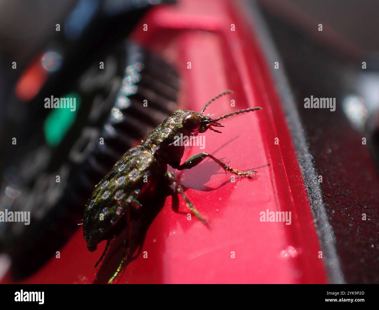 Marsh Ground Beetles (Elaphrus Stock Photo - Alamy