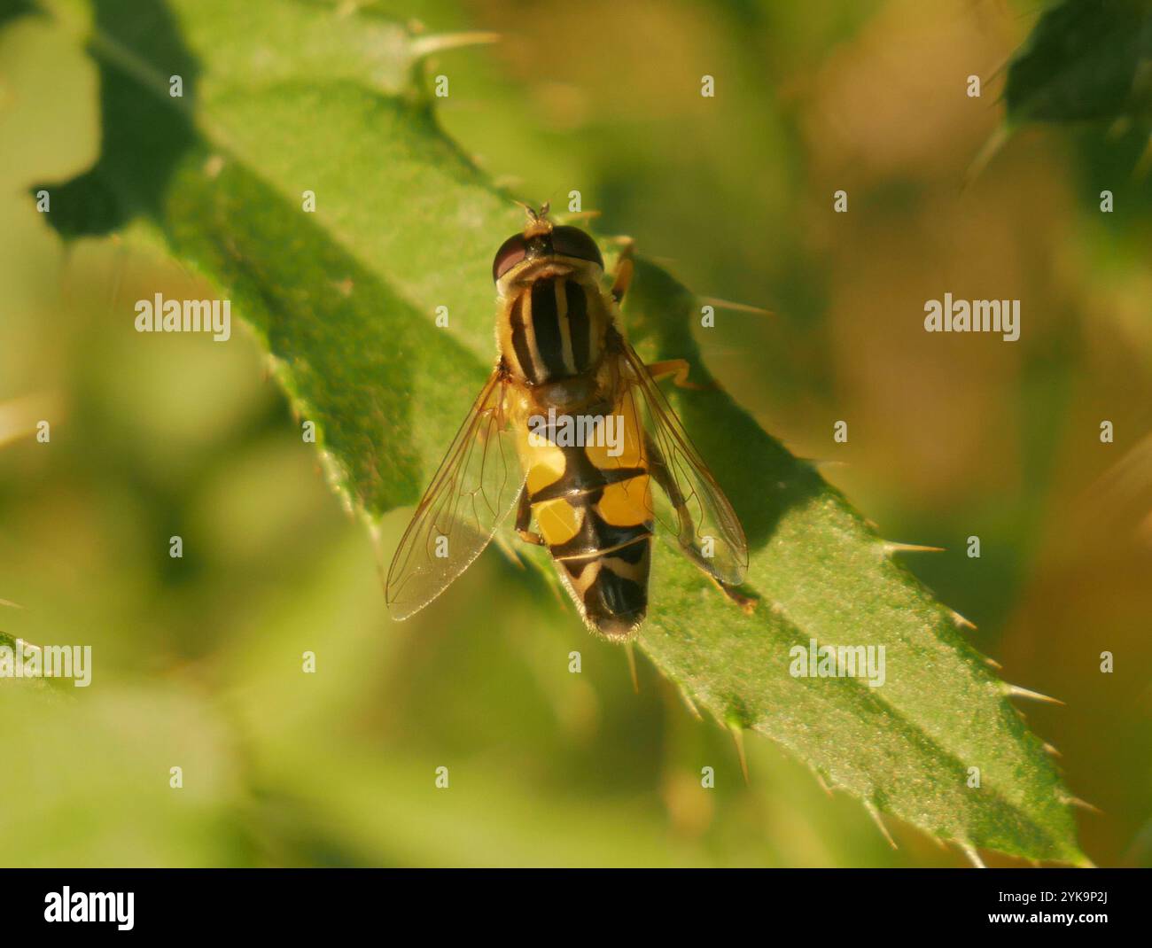 Trivittate Marsh Fly (Helophilus trivittatus Stock Photo - Alamy