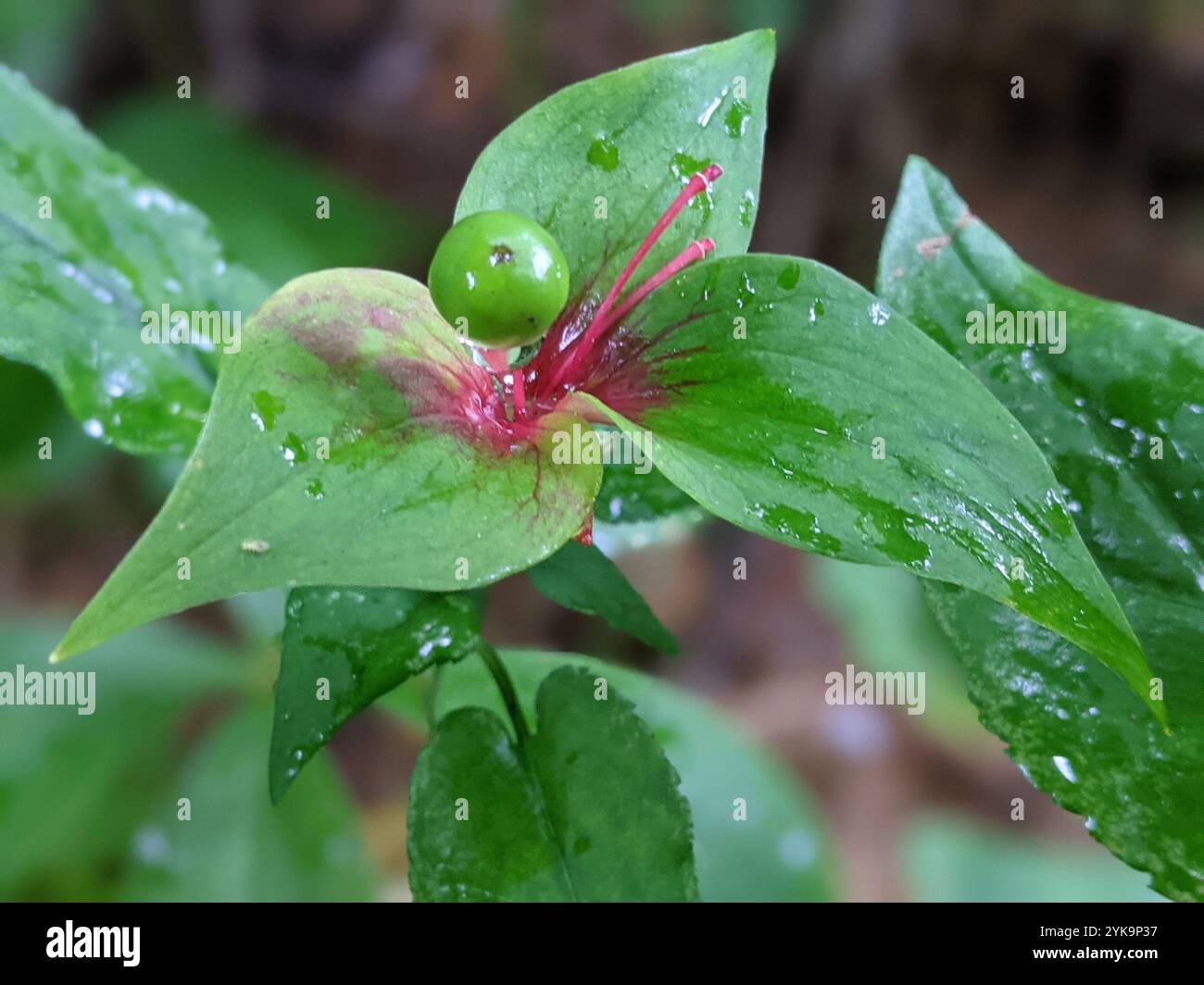 Cucumber Root (Medeola virginiana Stock Photo - Alamy