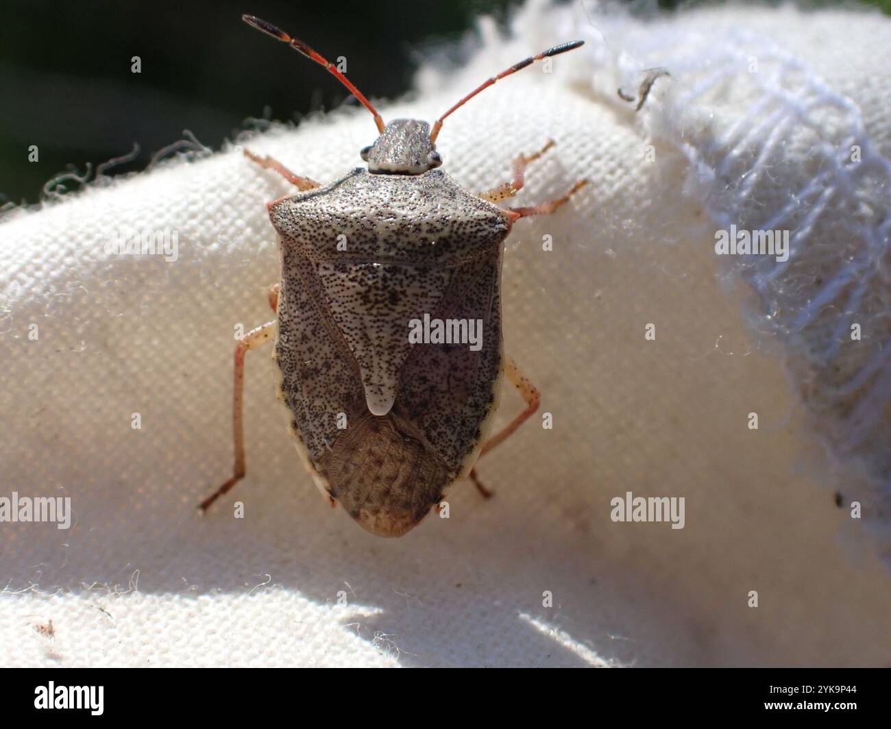 One-spotted Stink Bug (Euschistus variolarius Stock Photo - Alamy
