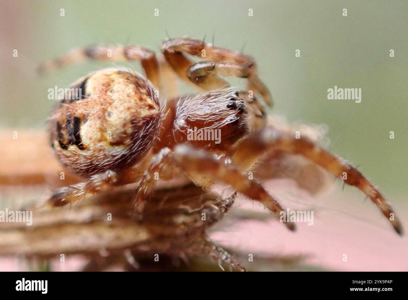 Ornamental Orbweaver (Larinioides patagiatus Stock Photo - Alamy