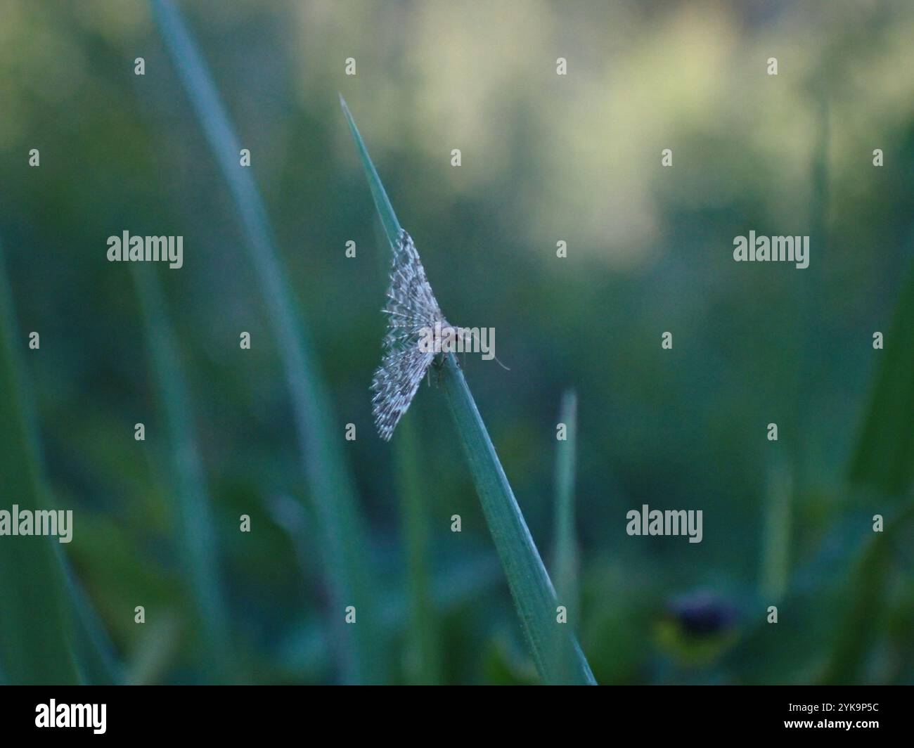 Montana Six-plume Moth (Alucita montana Stock Photo - Alamy