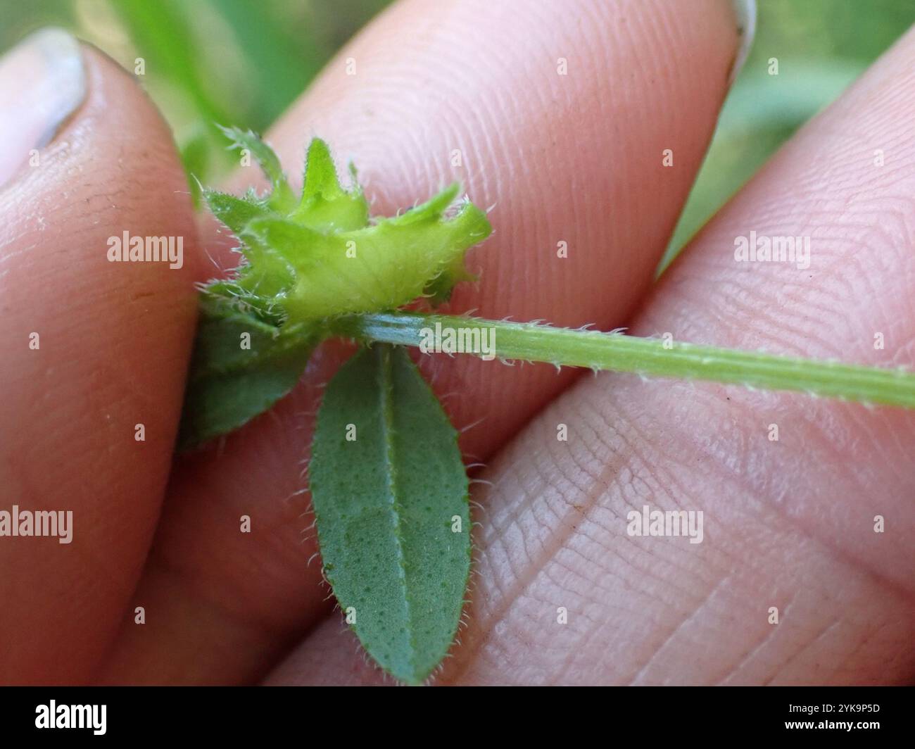 Asperugo procumbens hi-res stock photography and images - Alamy