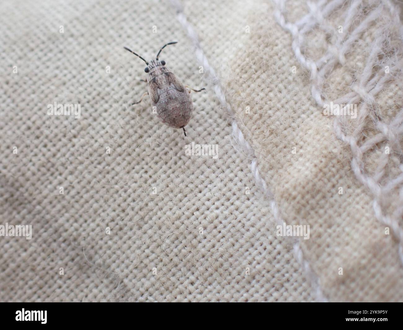 True Bugs (Heteroptera Stock Photo - Alamy