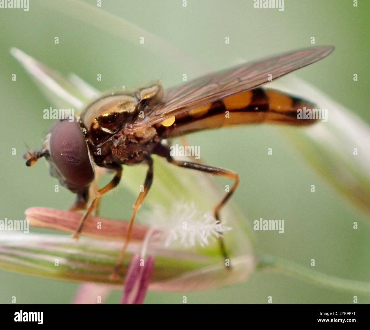 Variable Duskyface Fly (Melanostoma mellinum Stock Photo - Alamy