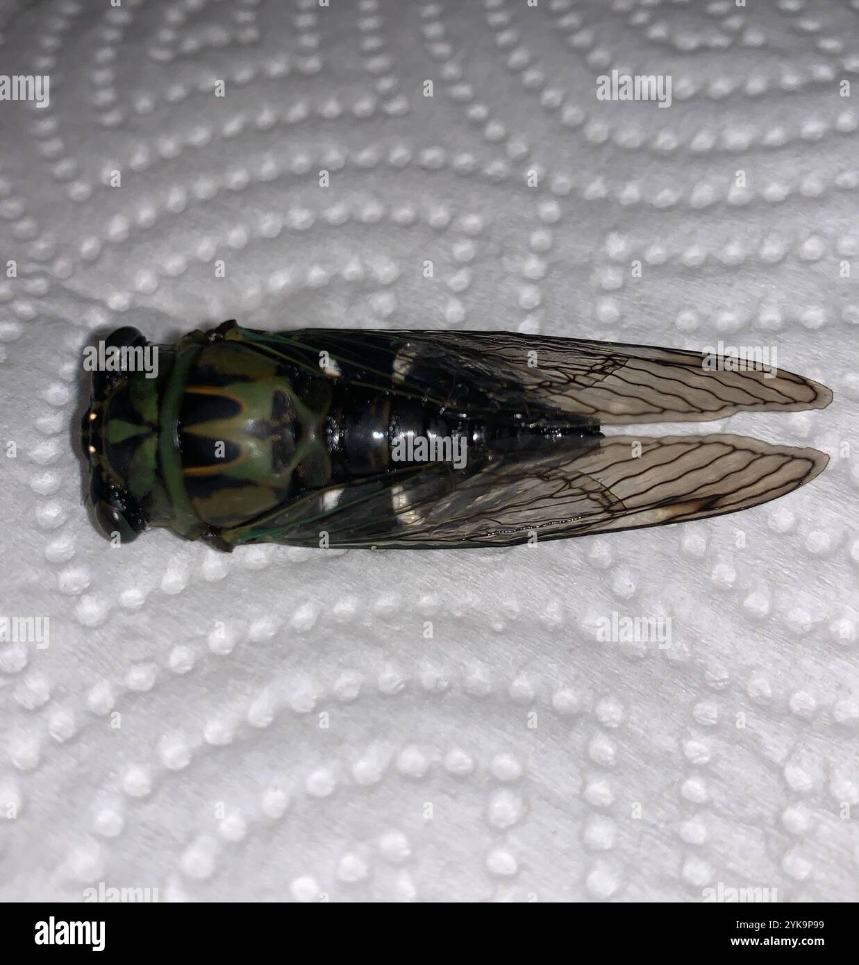 Coastal Scissors Grinder Cicada (Neotibicen latifasciatus Stock Photo ...