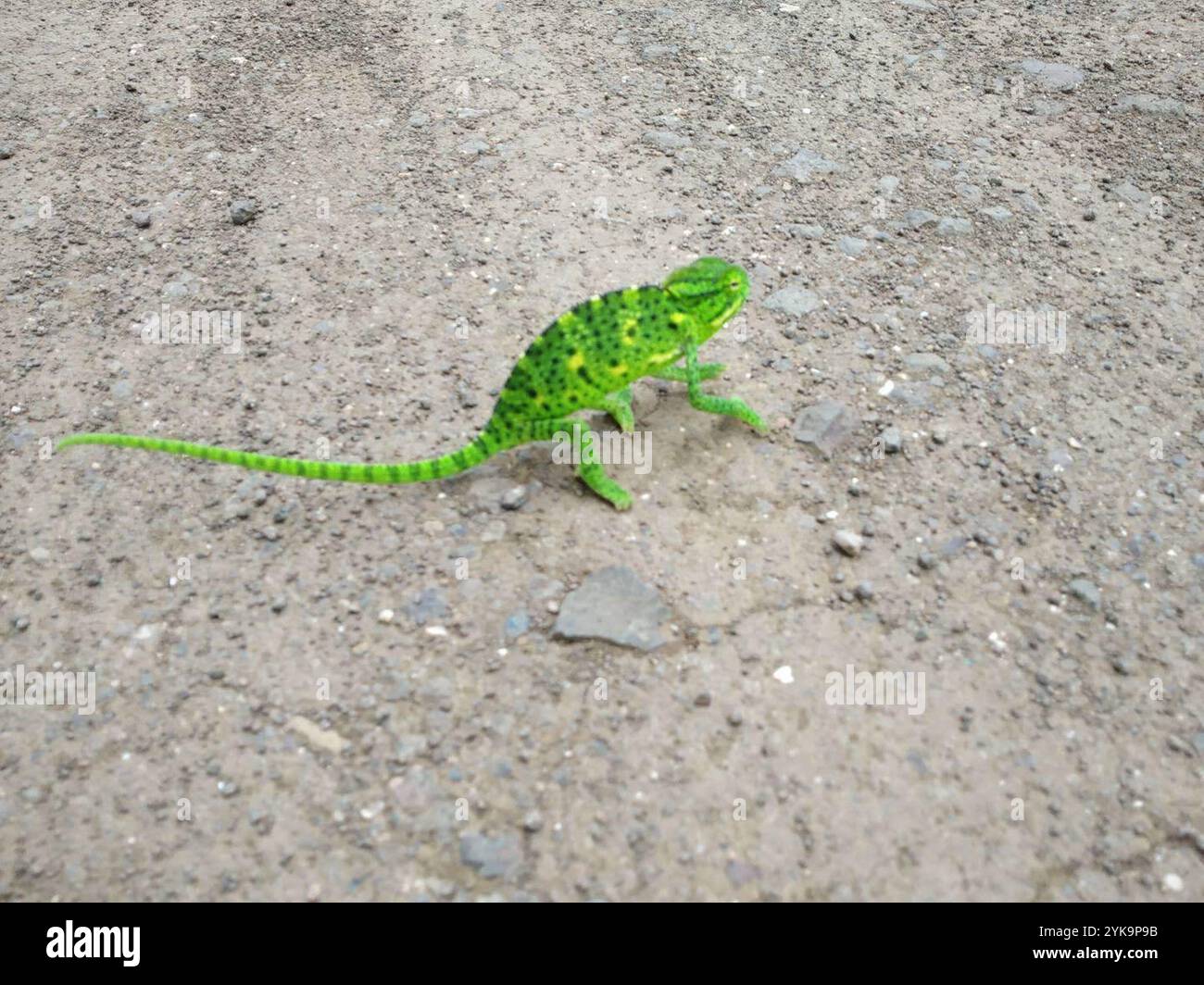 Indian Chameleon (Chamaeleo zeylanicus Stock Photo - Alamy