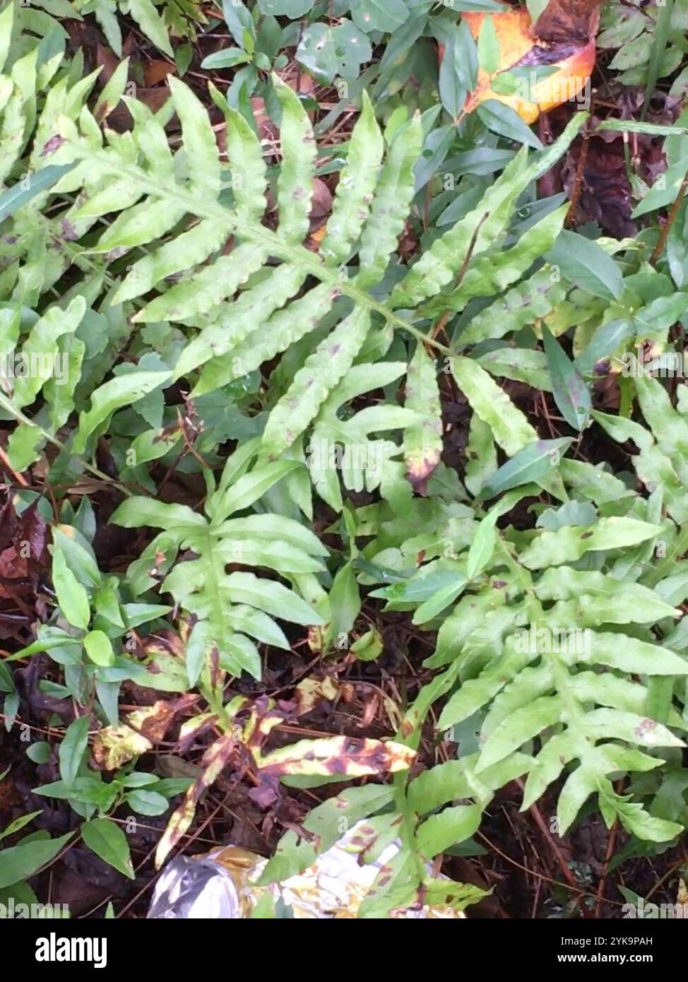 netted chain fern (Woodwardia areolata Stock Photo - Alamy