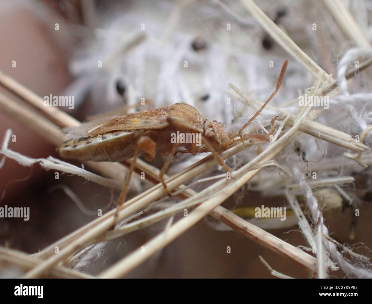 Scentless Plant Bugs (Rhopalidae Stock Photo - Alamy