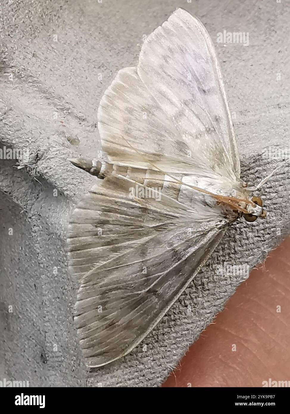 Mother of Pearl (Patania ruralis Stock Photo - Alamy