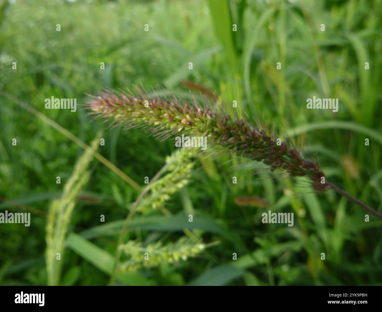 Green Bristle Grass (Setaria viridis Stock Photo - Alamy