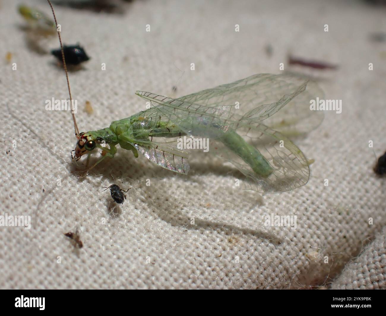 Golden-eyed lacewing (Chrysopa oculata Stock Photo - Alamy