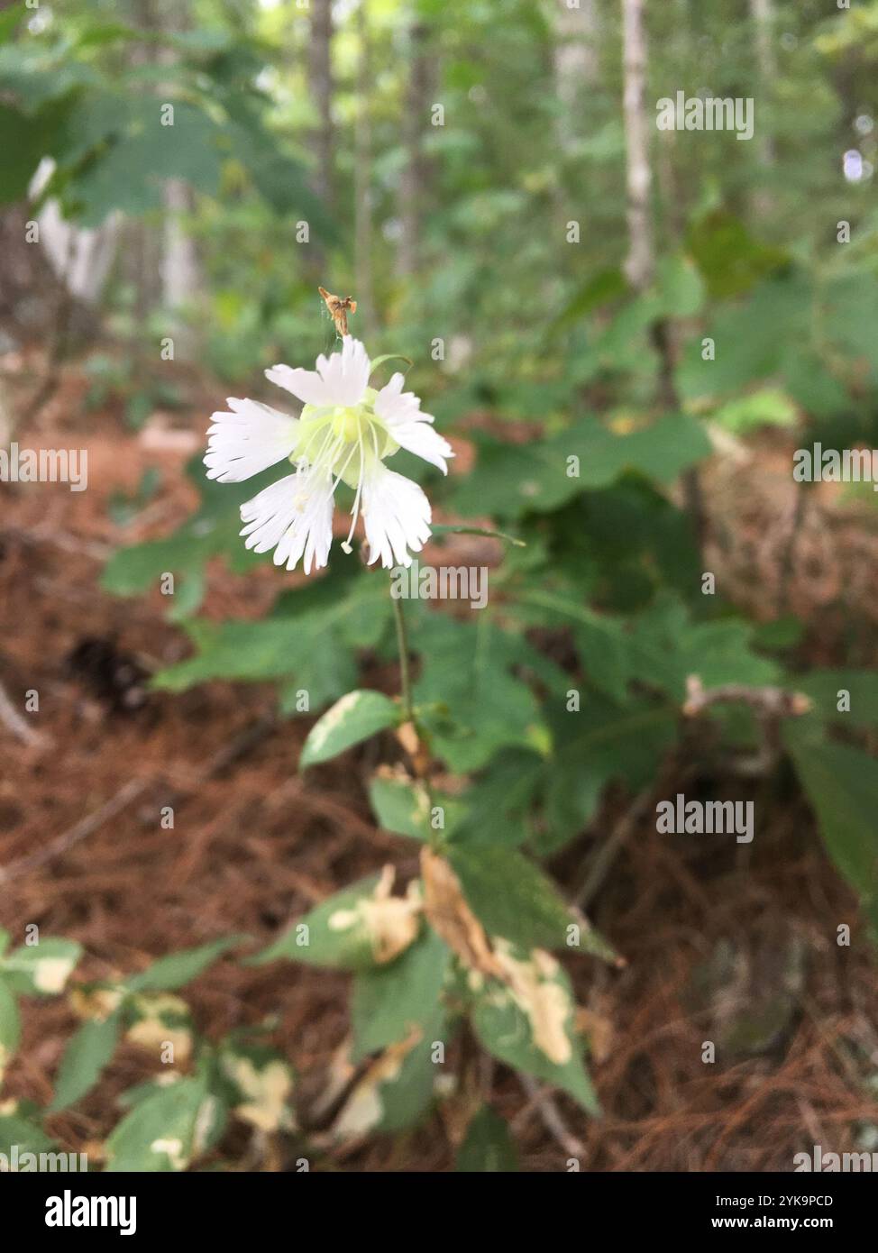 starry campion (Silene stellata Stock Photo - Alamy