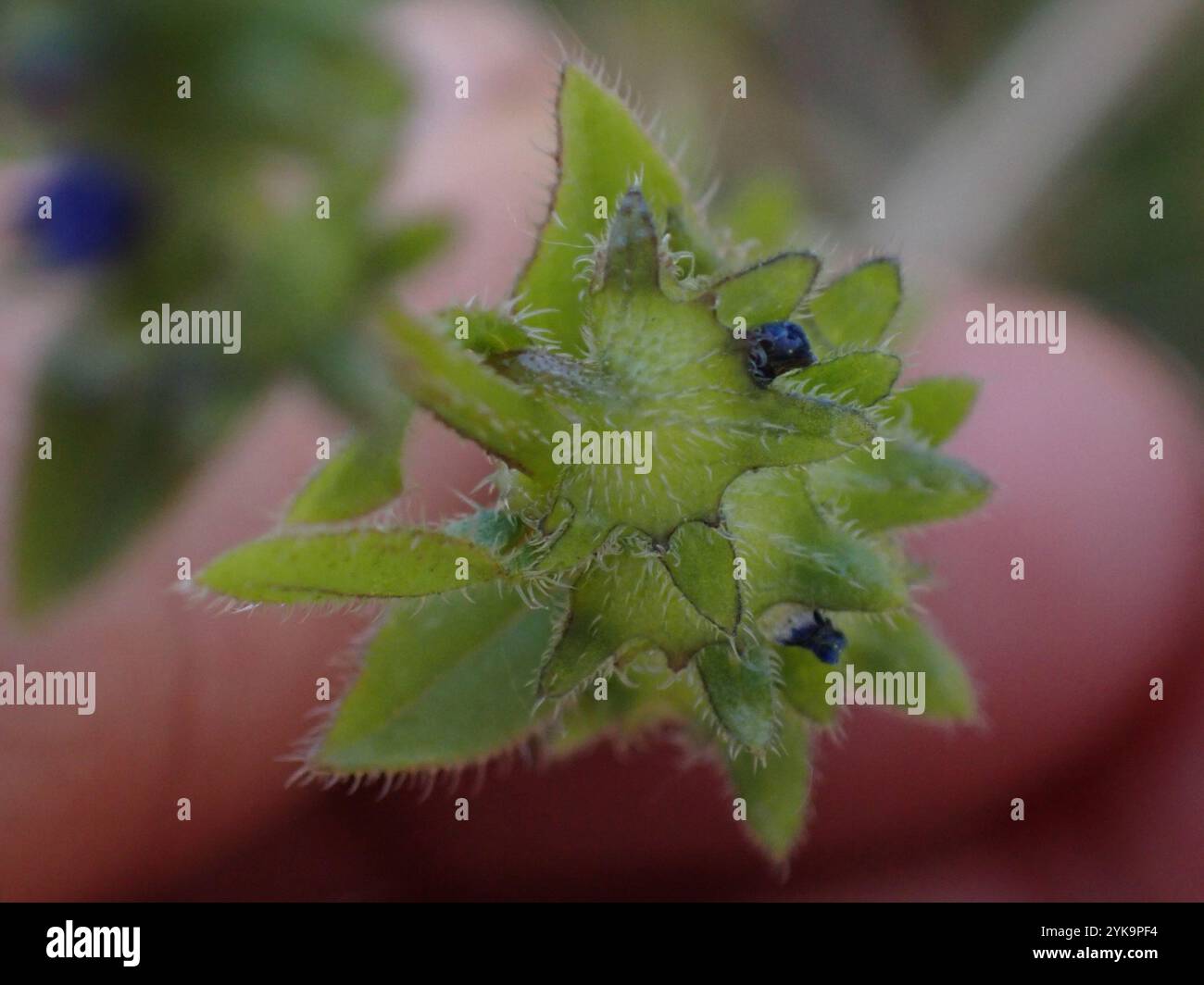 Asperugo procumbens hi-res stock photography and images - Alamy