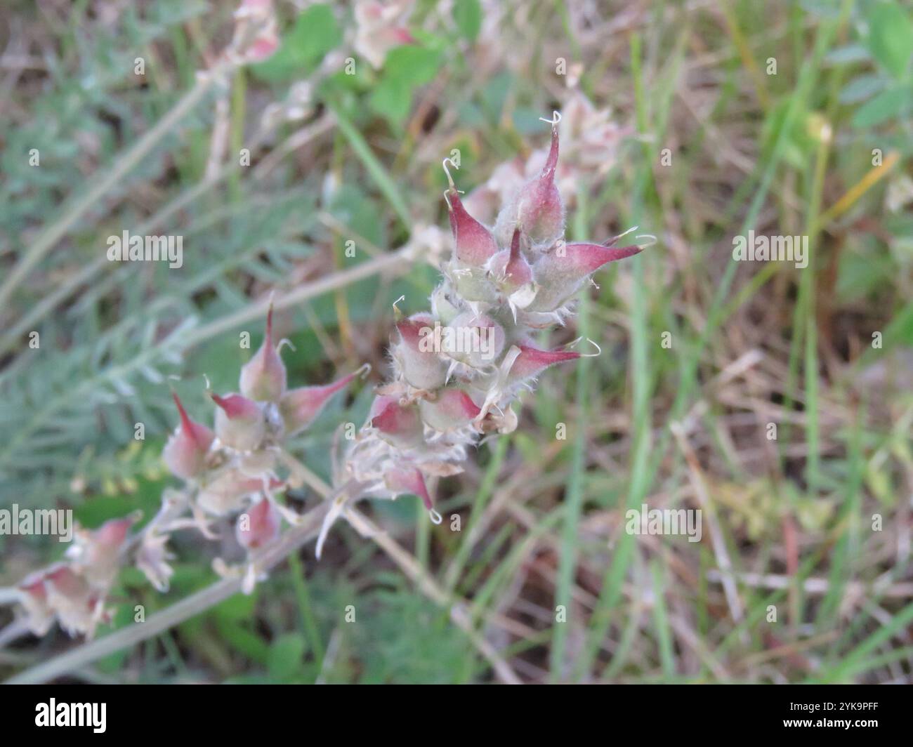 Showy Locoweed (Oxytropis splendens Stock Photo - Alamy