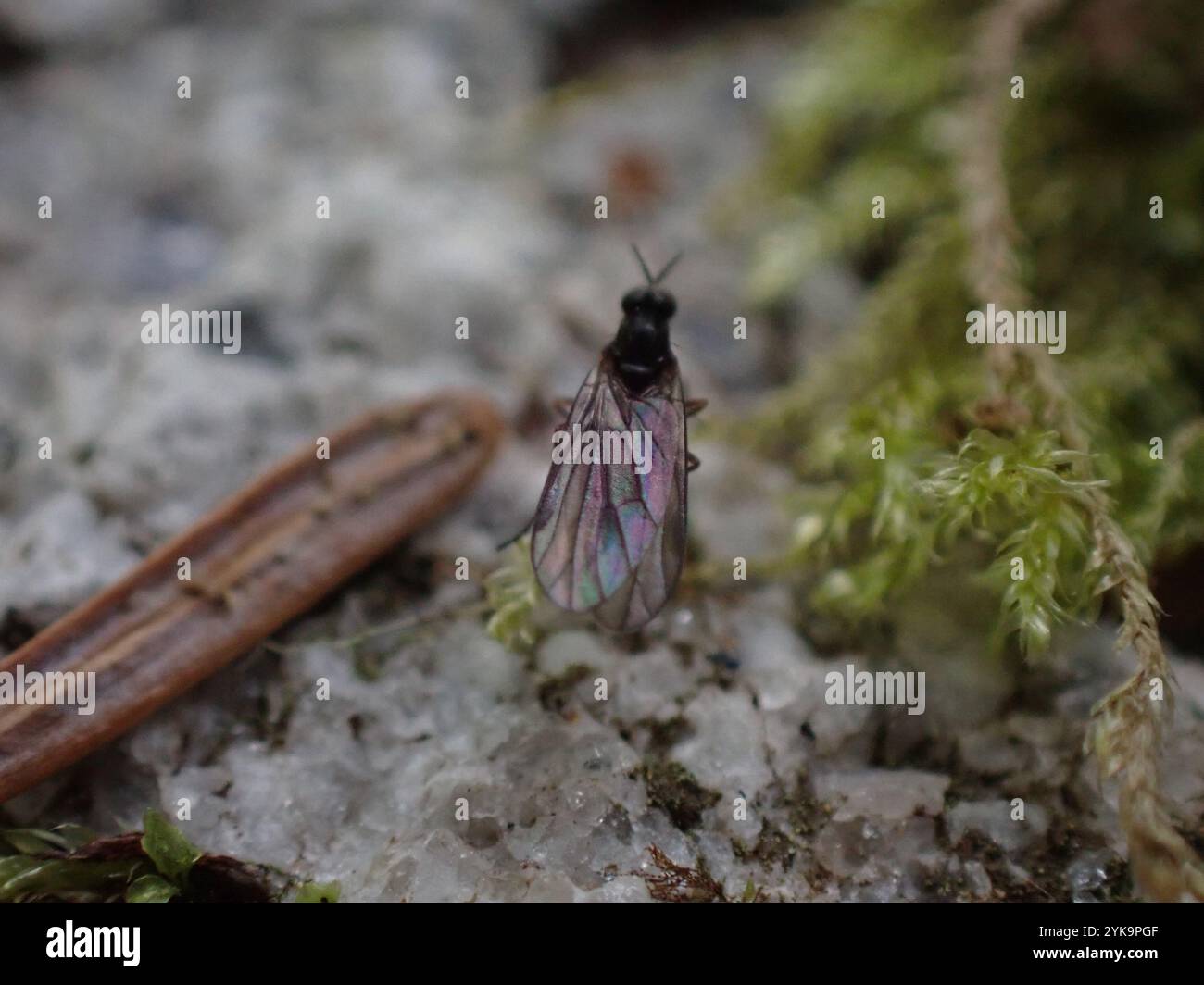 Predatory Fungus Gnats (Keroplatidae Stock Photo - Alamy