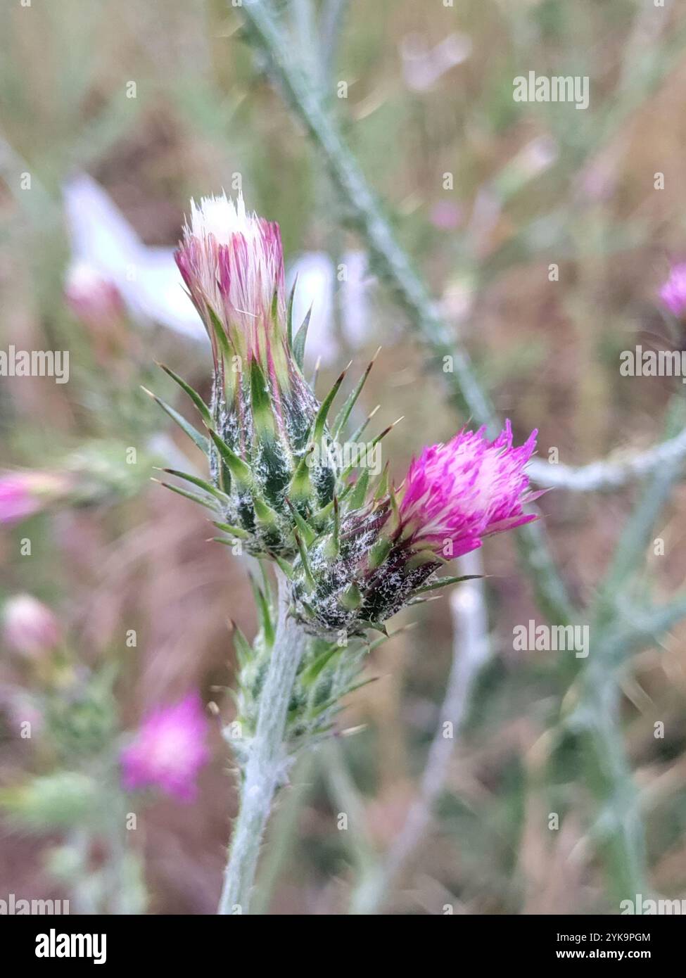 Italian thistle (Carduus pycnocephalus Stock Photo - Alamy