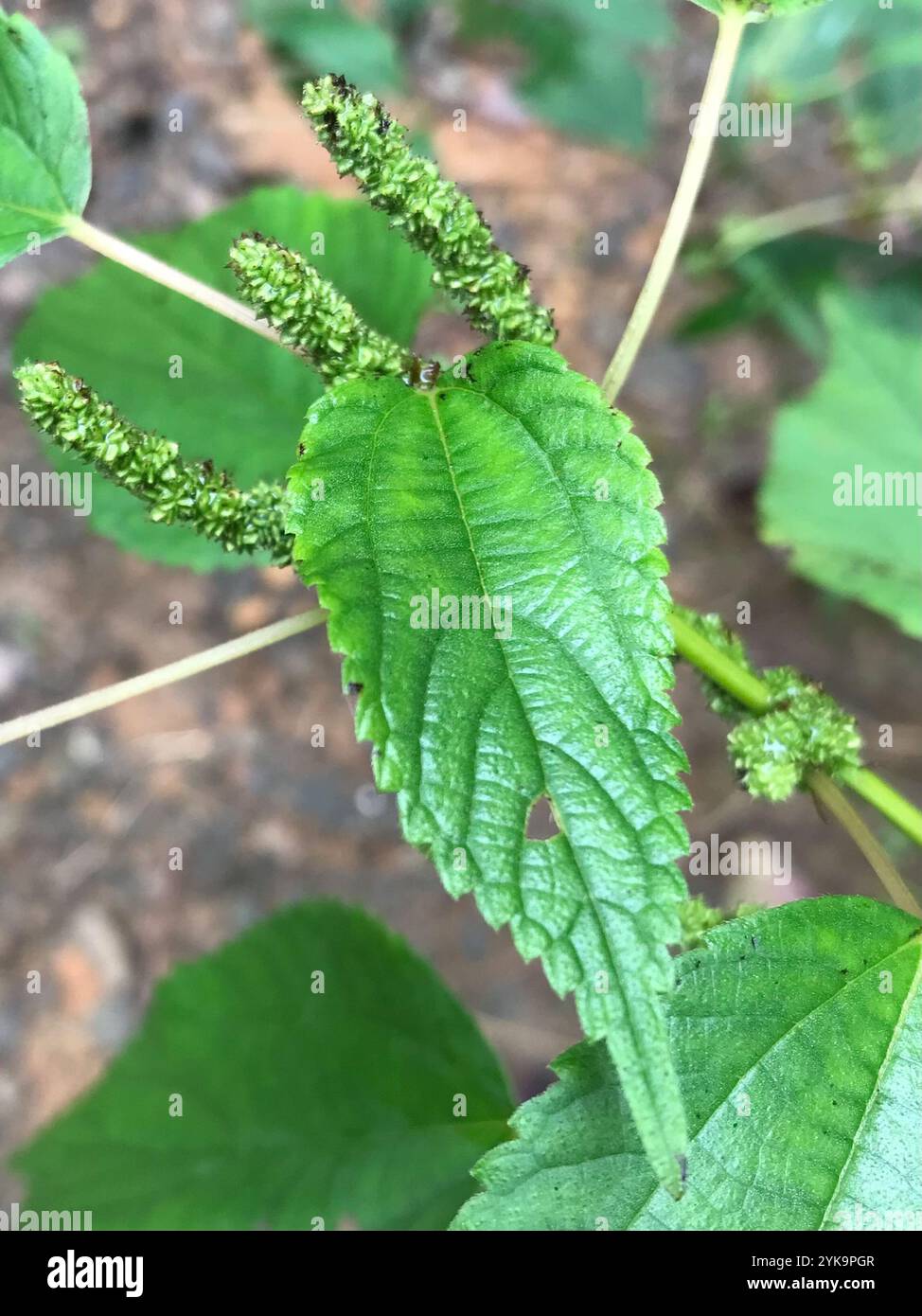 false nettle (Boehmeria cylindrica Stock Photo - Alamy