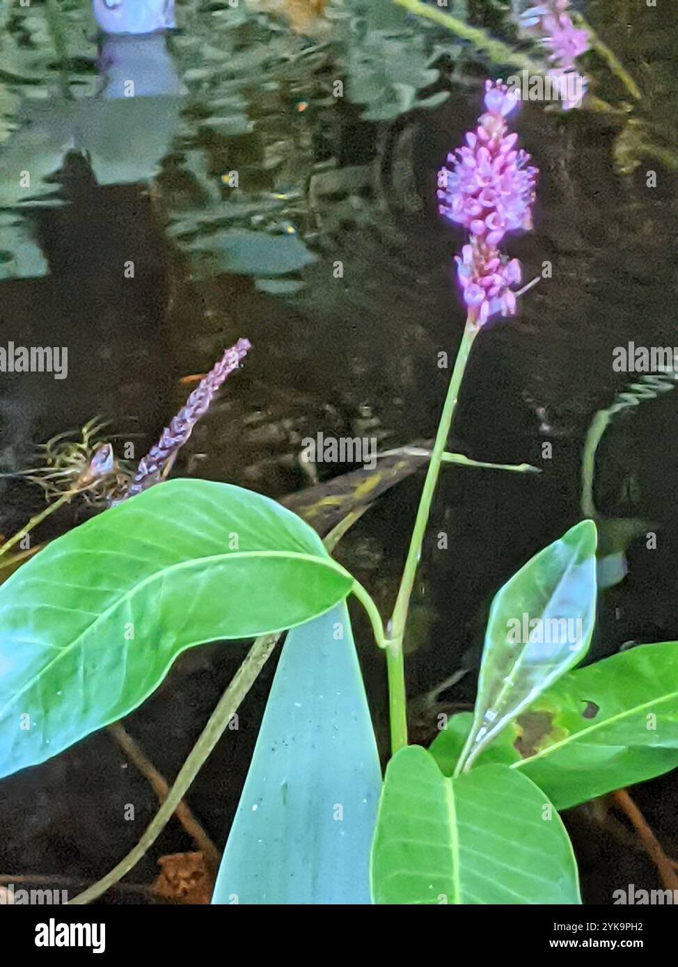 water smartweed (Persicaria amphibia Stock Photo - Alamy