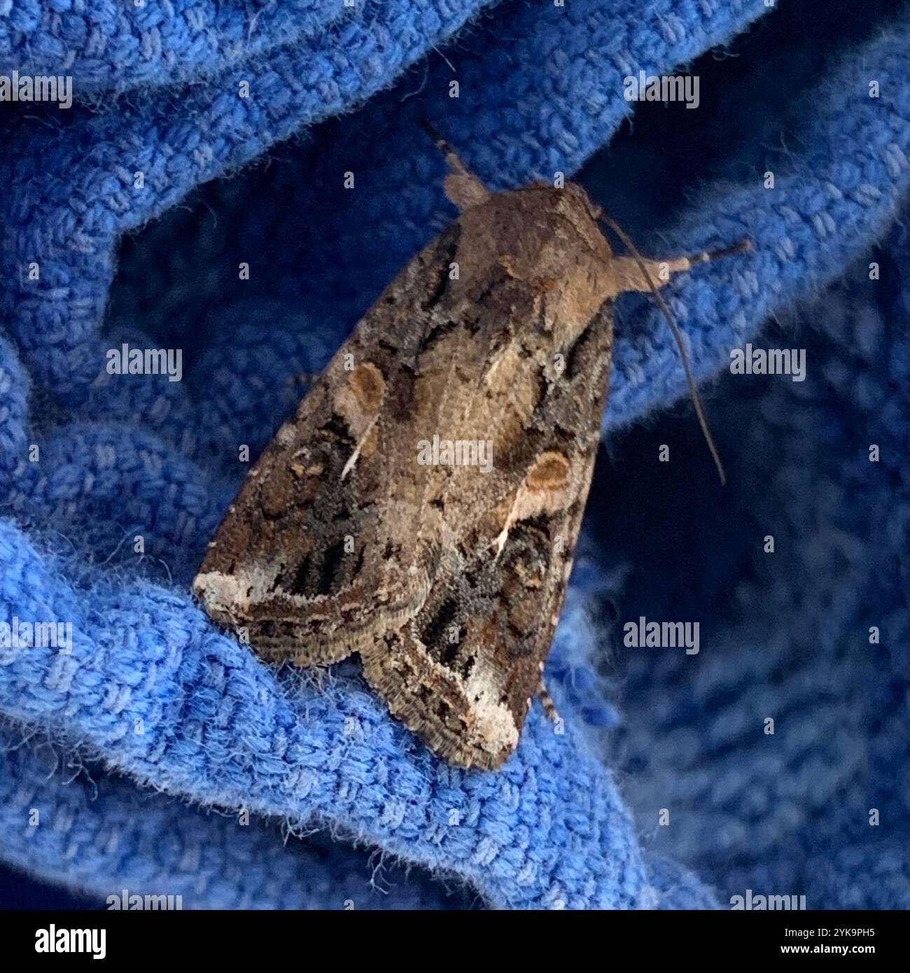 Fall Armyworm Moth (Spodoptera frugiperda Stock Photo - Alamy