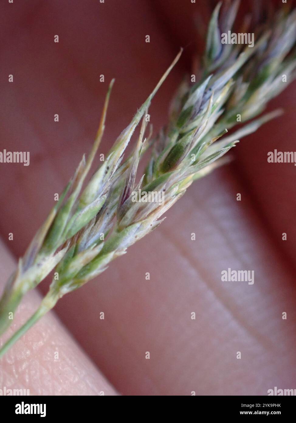 Bulbous Bluegrass (Poa bulbosa Stock Photo - Alamy