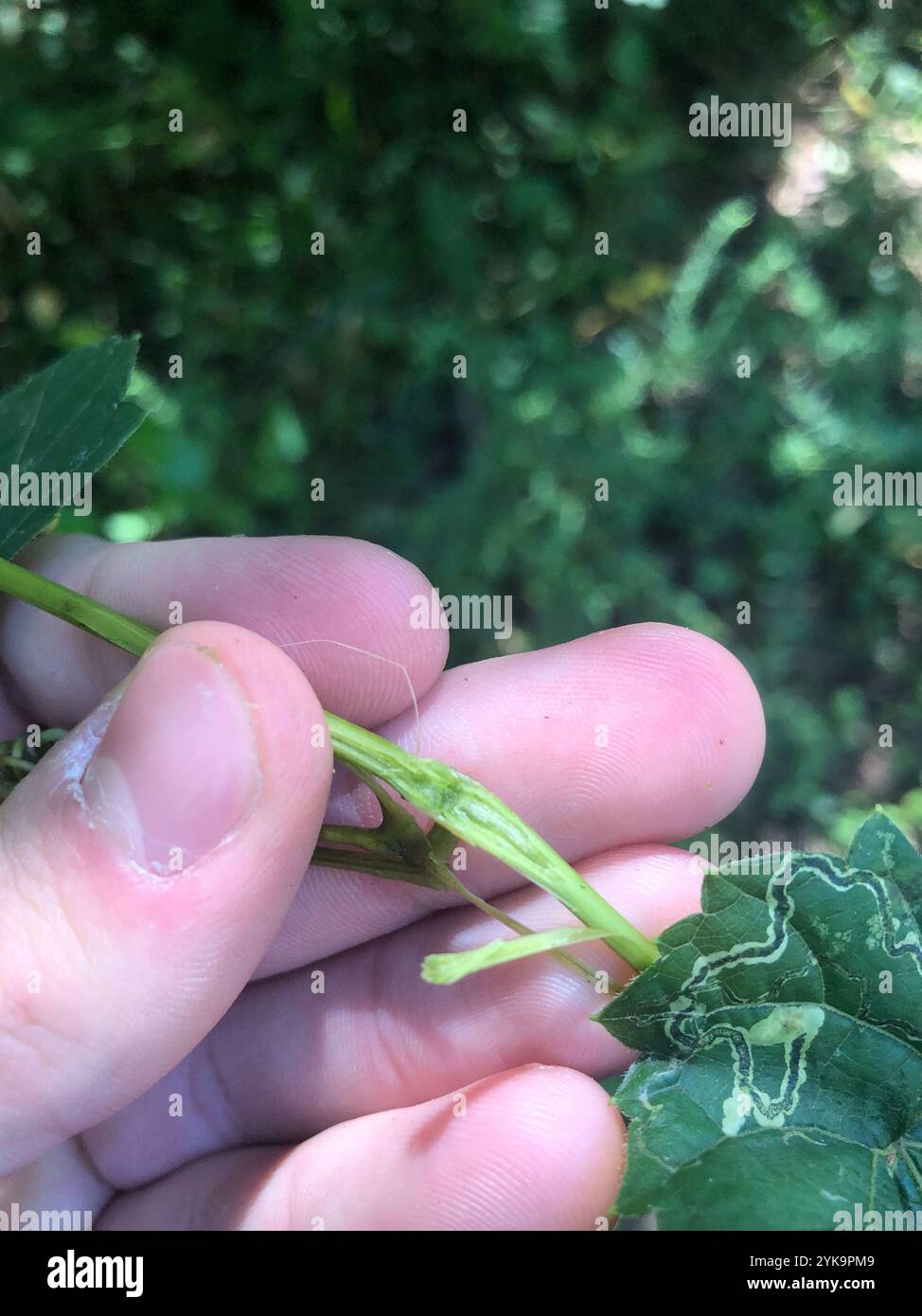frost grape (Vitis vulpina Stock Photo - Alamy
