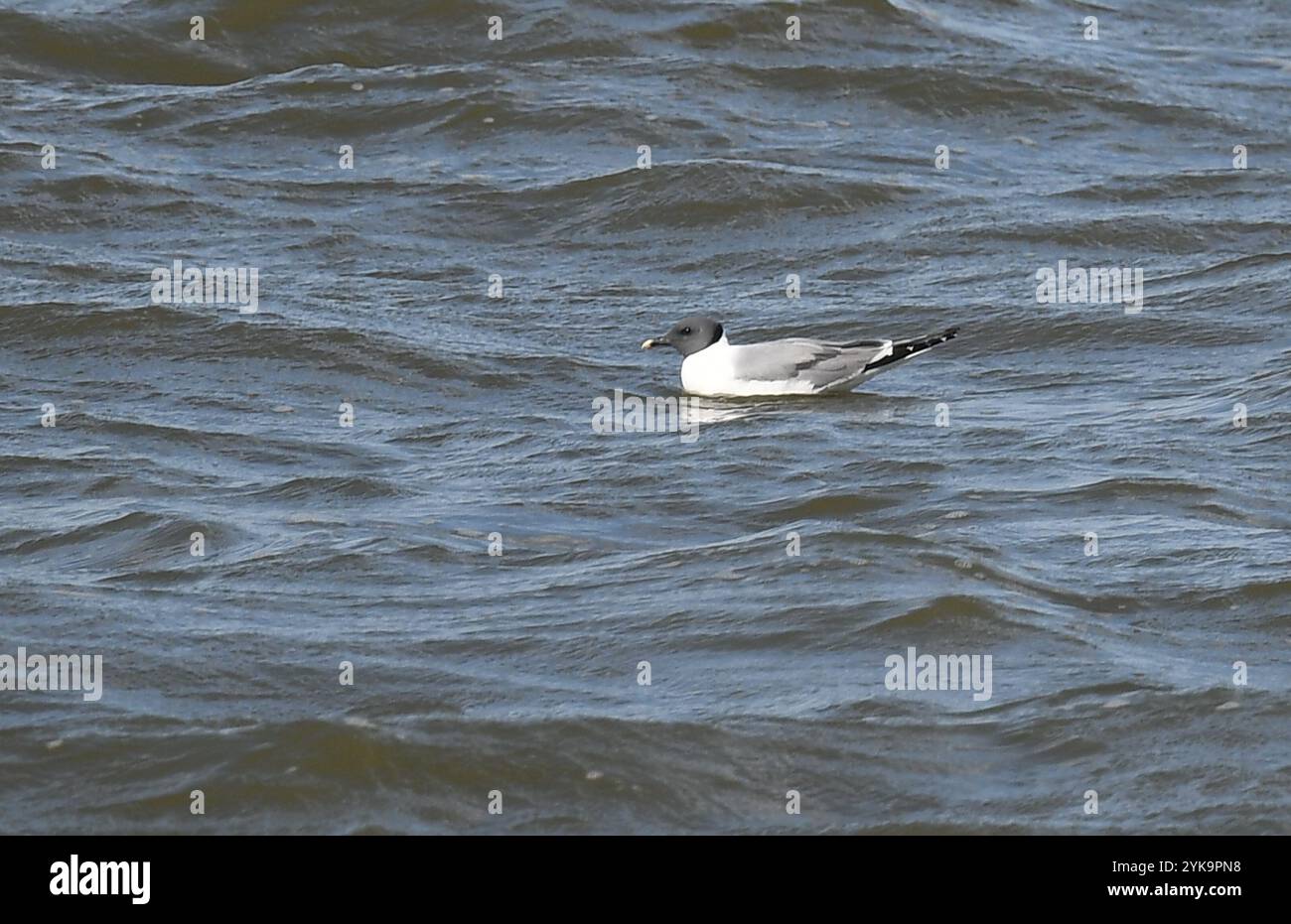 Sabine's Gull (Xema sabini Stock Photo - Alamy