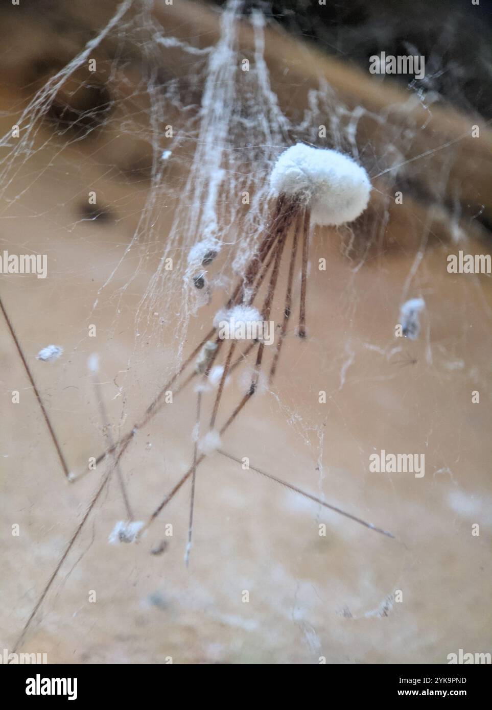Cellar Spiders (Pholcidae Stock Photo - Alamy
