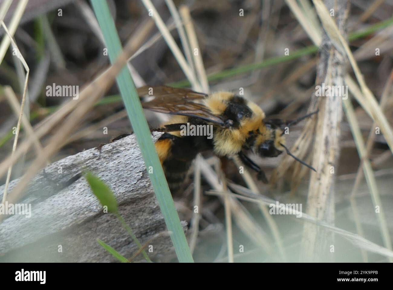 Hunt's Bumble Bee (Bombus huntii Stock Photo - Alamy