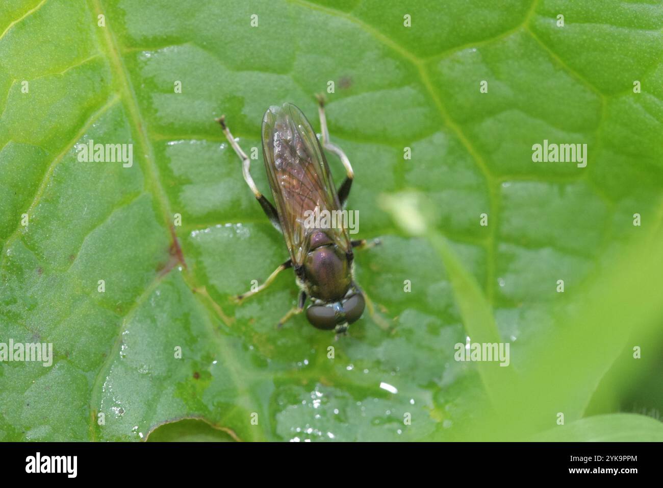 Leafwalkers and Forest Flies (Xylota Stock Photo - Alamy
