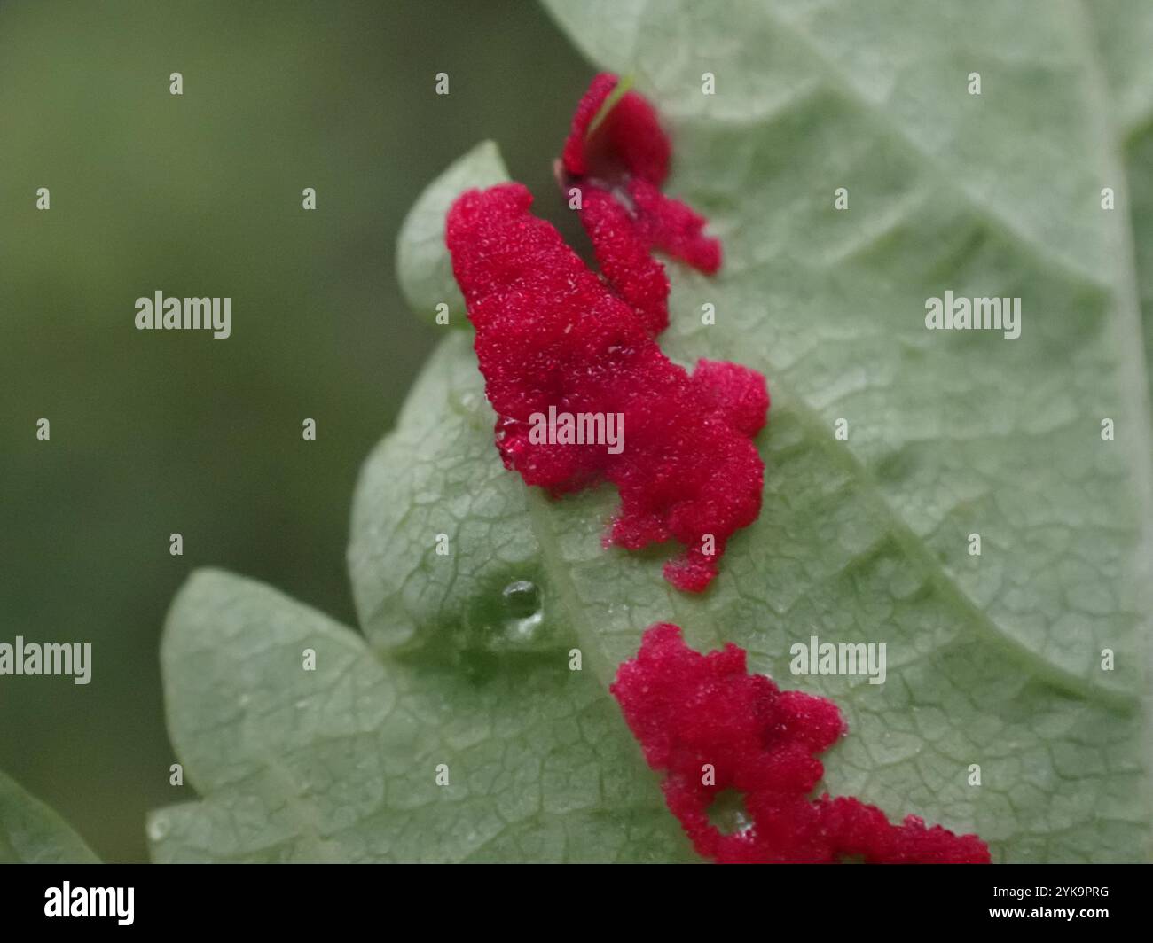 Rocky Mountain Maple Felt Mite (Aceria calaceris Stock Photo - Alamy