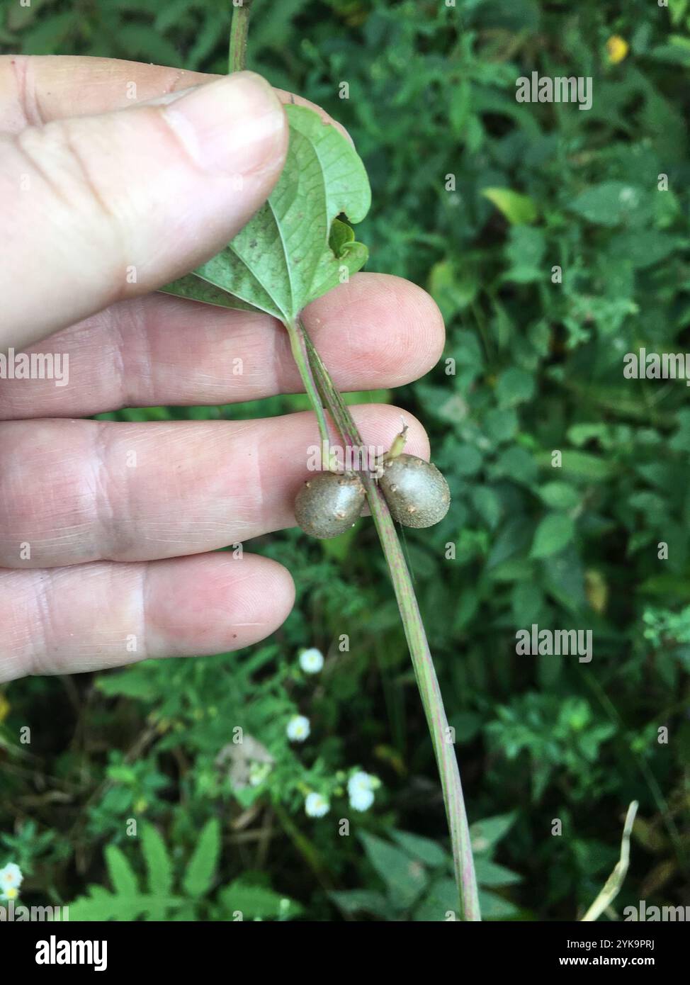 Chinese yam (Dioscorea polystachya Stock Photo - Alamy