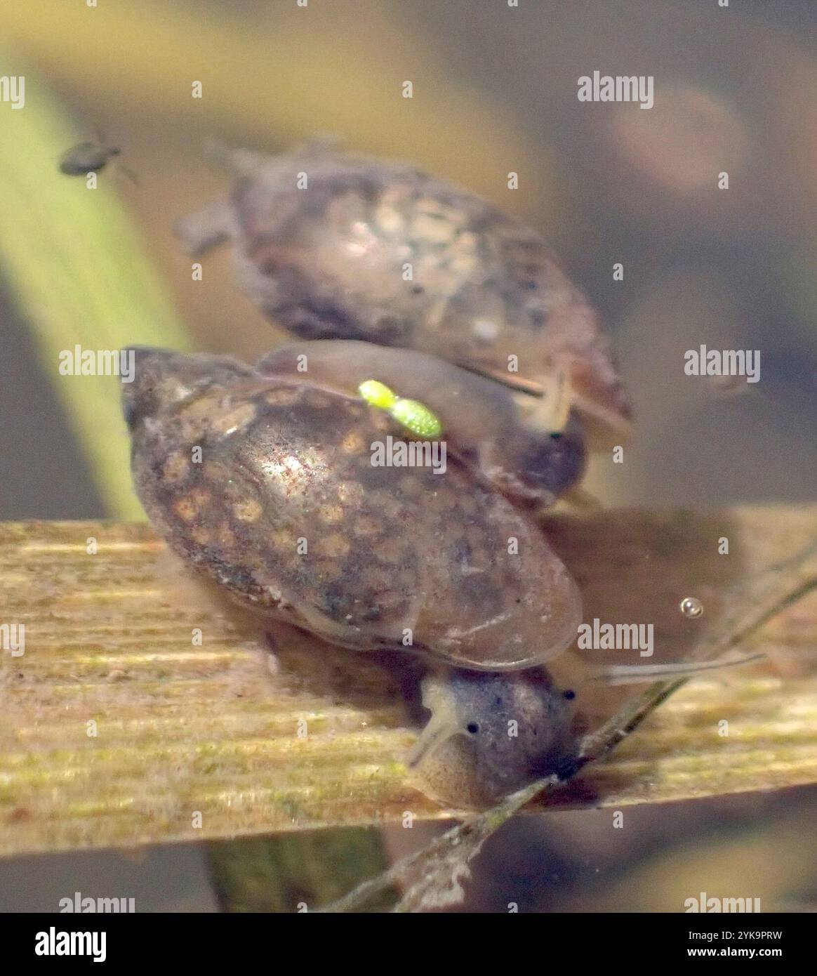 Bladder snail hi-res stock photography and images - Alamy